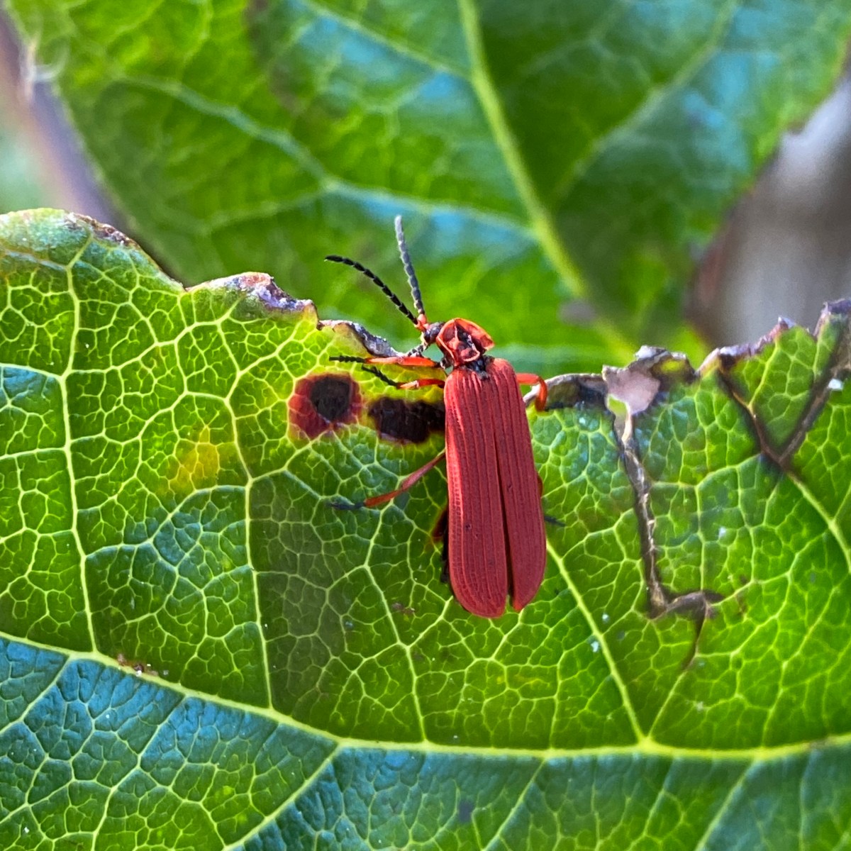 Adult Online Learning Styles Infographic – Careful Crafters